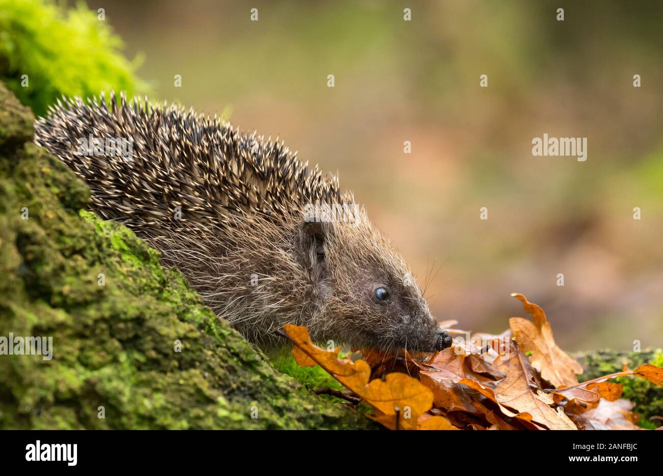 Igel, (Wissenschaftlicher Name: Erinaceus europaeus) Wilde ...