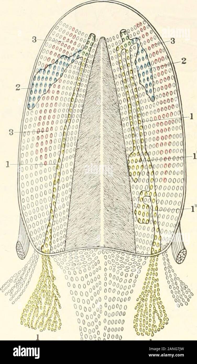 Schimpansen anatomie -Fotos und -Bildmaterial in hoher Auflösung – Alamy