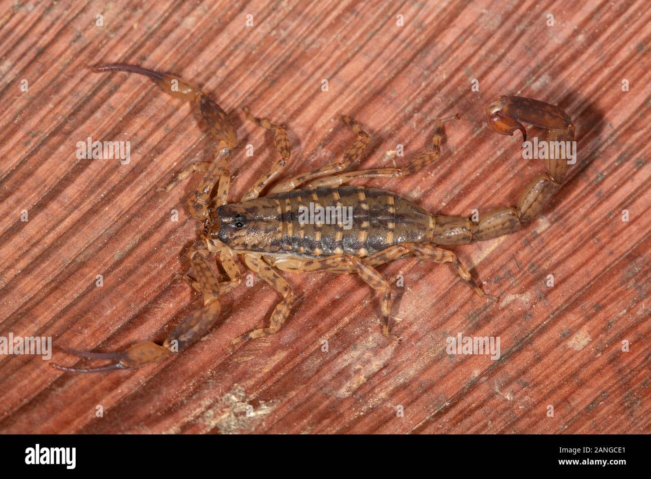 Kolli hils -Fotos und -Bildmaterial in hoher Auflösung – Alamy