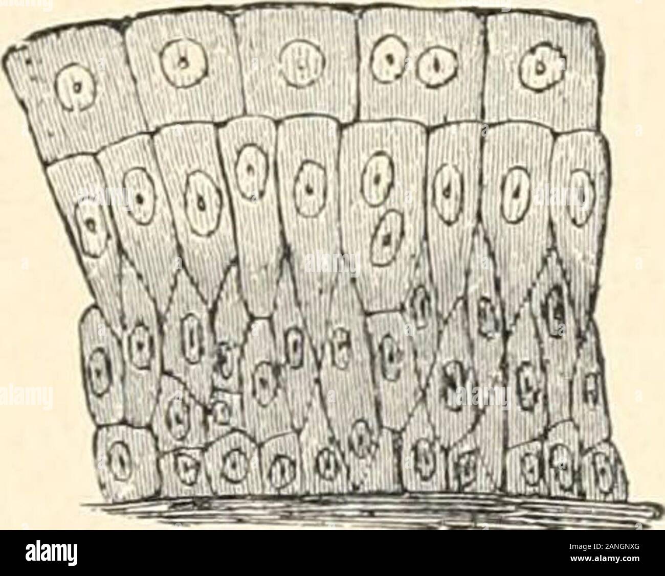 Kidney epithelial cells -Fotos und -Bildmaterial in hoher Auflösung – Alamy