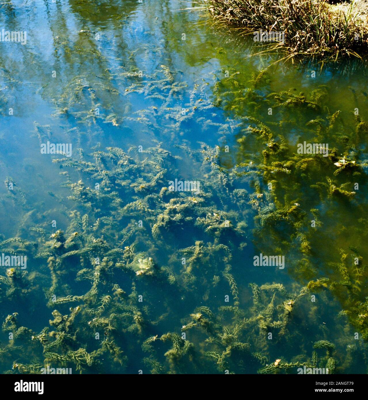 Aquatic Plant Elodea Stockfotos und -bilder Kaufen - Alamy