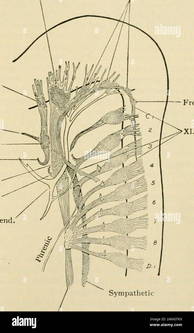 Ganglion jugularis -Fotos und -Bildmaterial in hoher Auflösung – Alamy