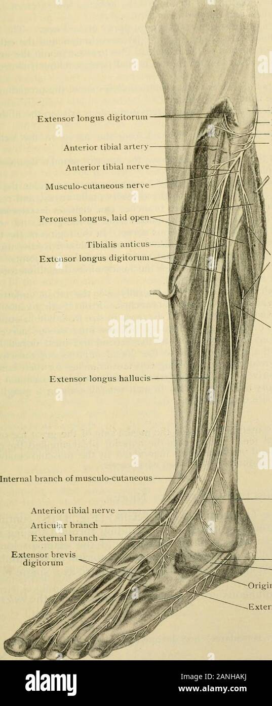 Nervus fibularis -Fotos und -Bildmaterial in hoher Auflösung – Alamy