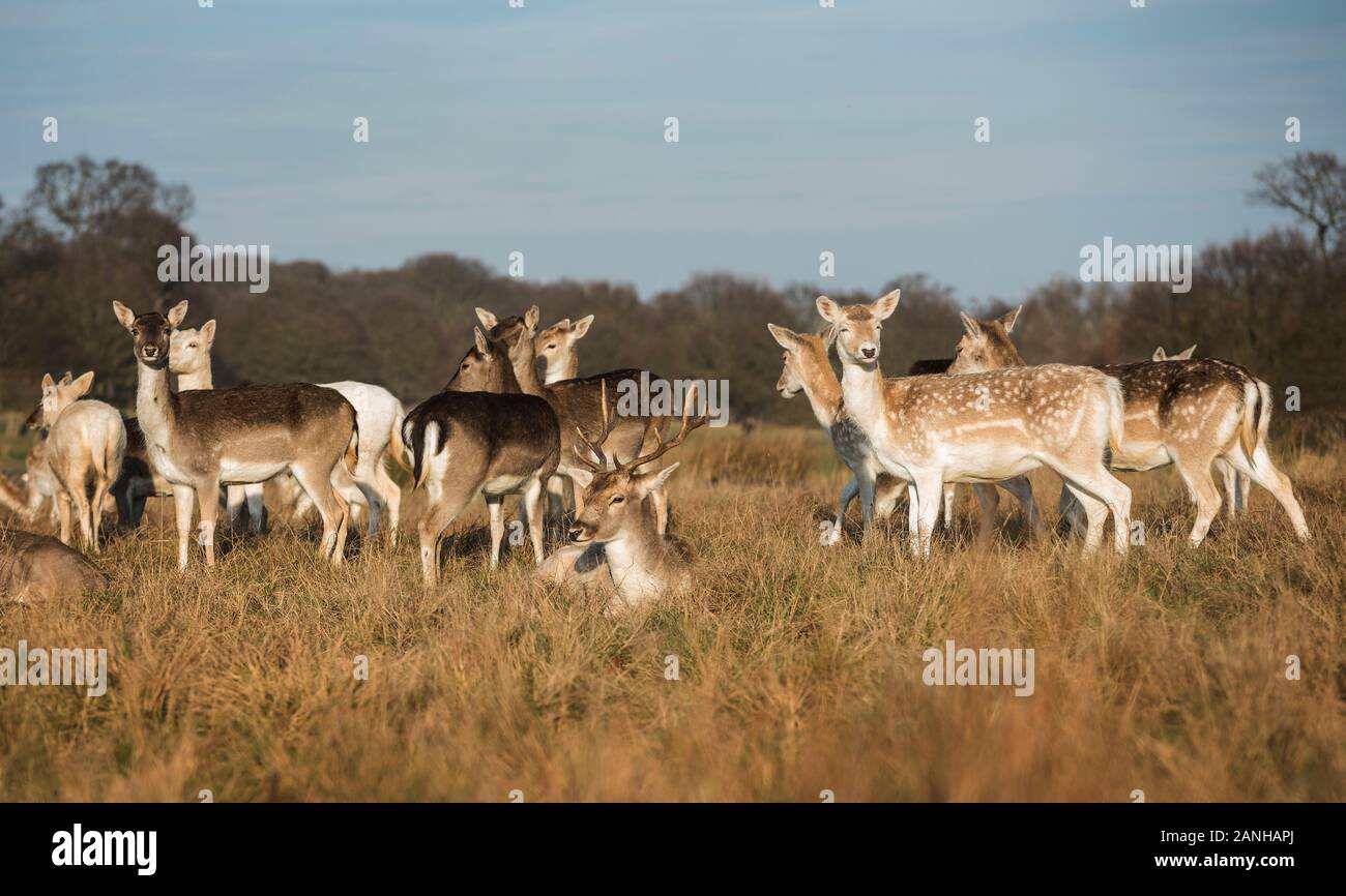 Ein Wilder Hirsch mit seiner Herde im Richmond Park, London ...