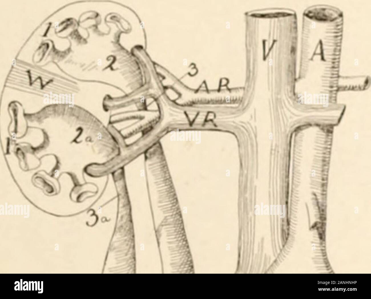 Right ureter -Fotos und -Bildmaterial in hoher Auflösung – Alamy