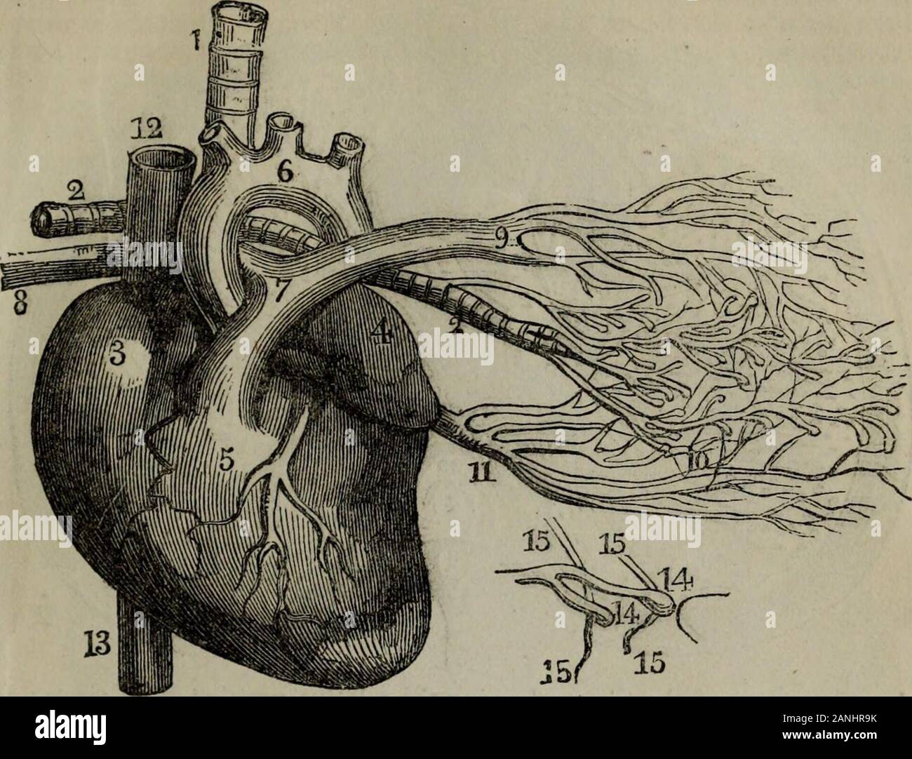 Rechte vena jugularis interna -Fotos und -Bildmaterial in hoher ...