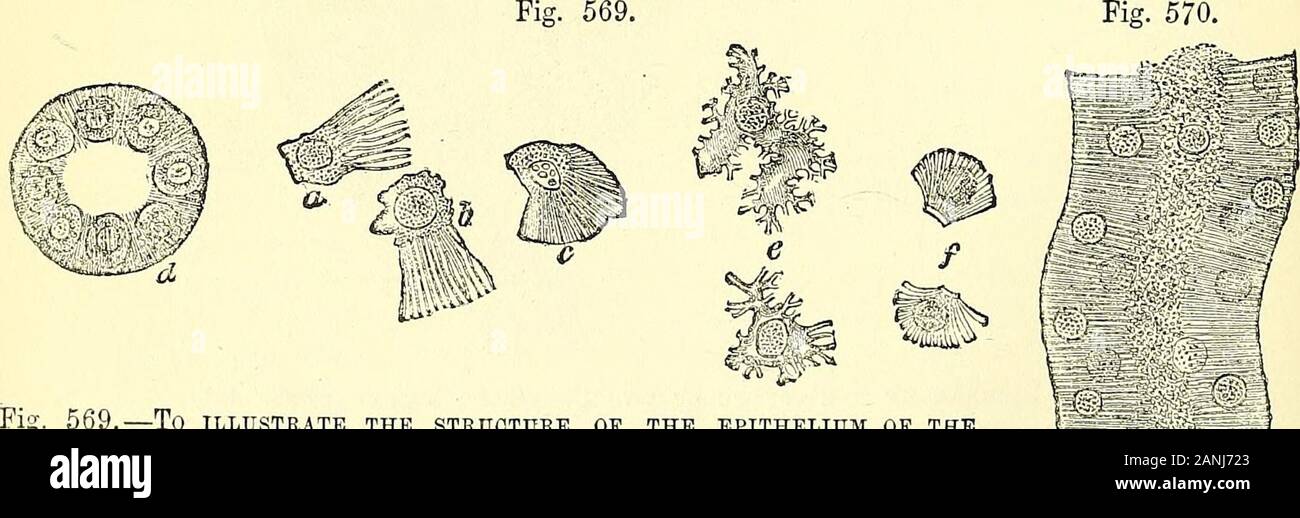 Quain der Elemente der Anatomie. Abb. 568.-Tubuli aus einem Abschnitt ...
