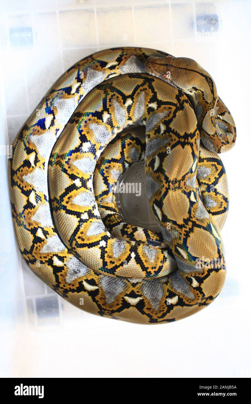 Grüner birmanischer python -Fotos und -Bildmaterial in hoher Auflösung ...