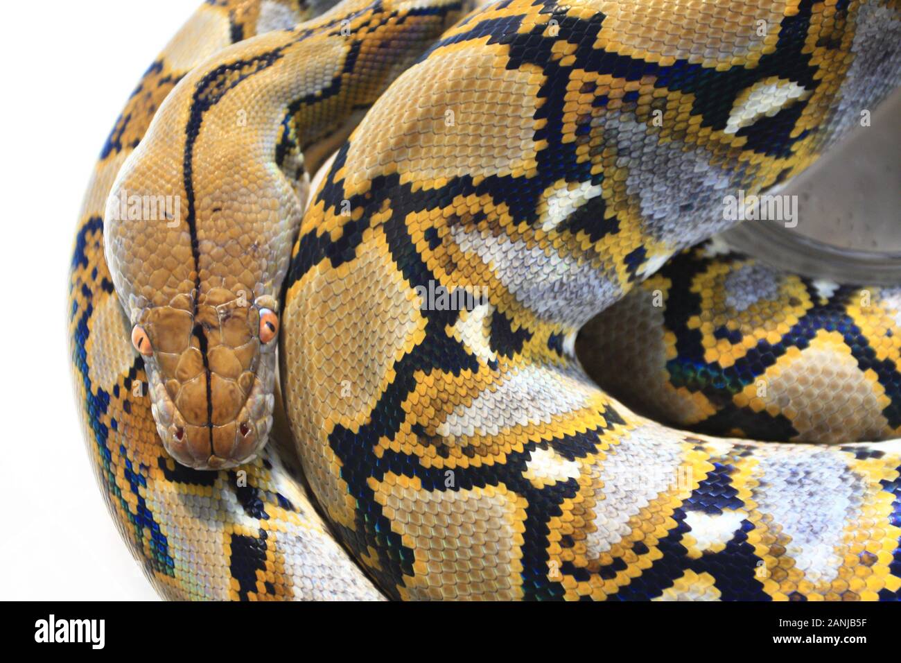 Grüner birmanischer python -Fotos und -Bildmaterial in hoher Auflösung ...