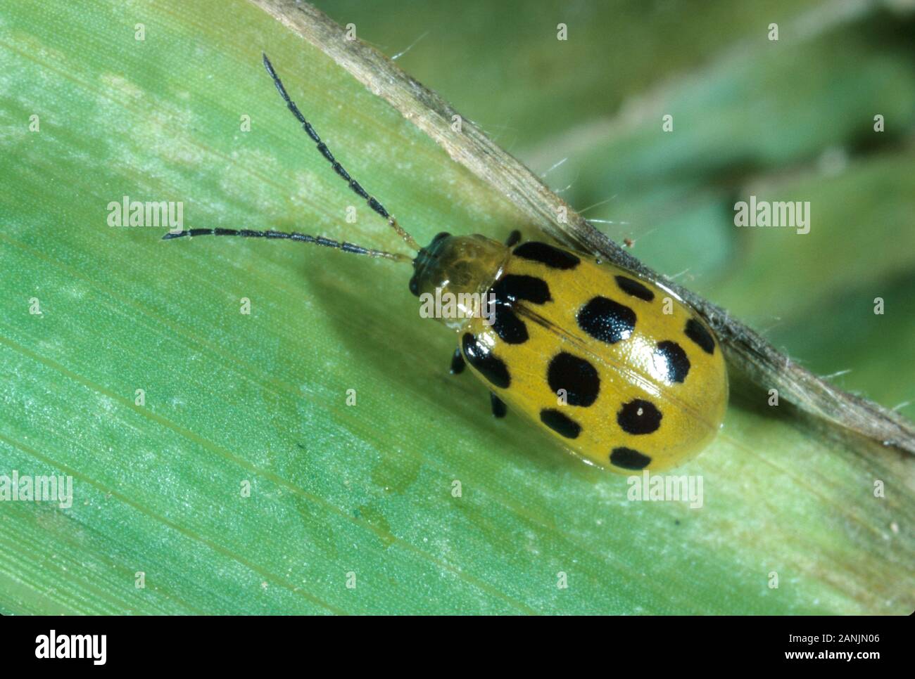 Southern corn rootworm -Fotos und -Bildmaterial in hoher Auflösung – Alamy