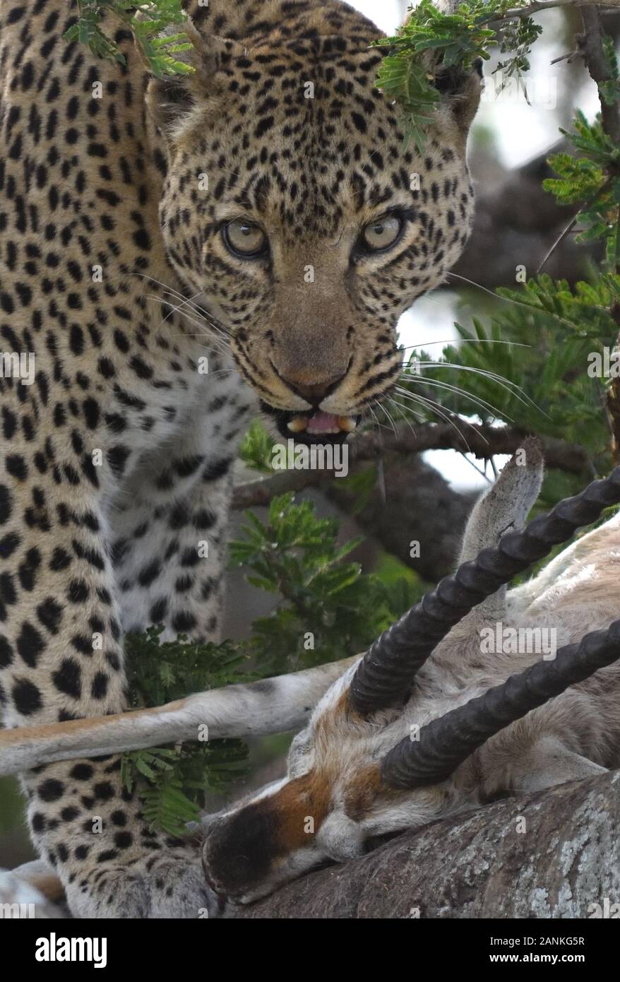 Leopard beute im baum -Fotos und -Bildmaterial in hoher Auflösung – Alamy