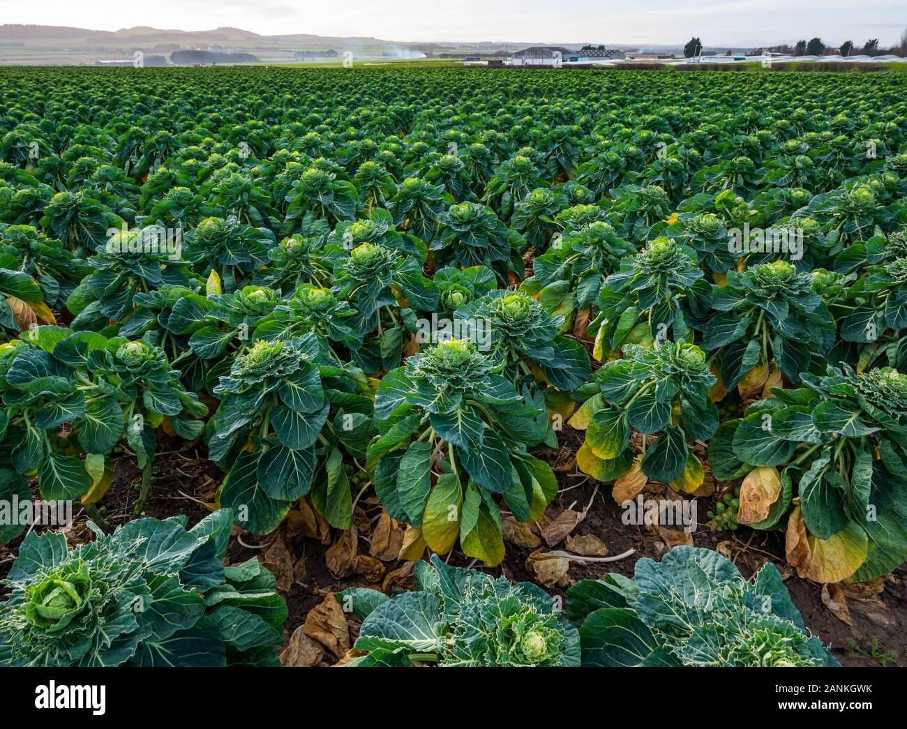 Rosenkohl Feld Stockfotos und -bilder Kaufen - Alamy