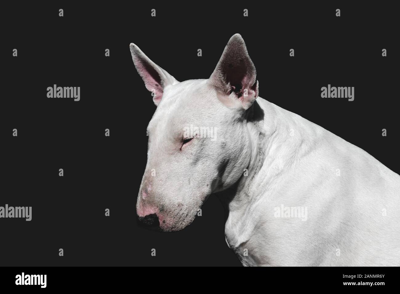 Side view english bull terrier -Fotos und -Bildmaterial in hoher ...
