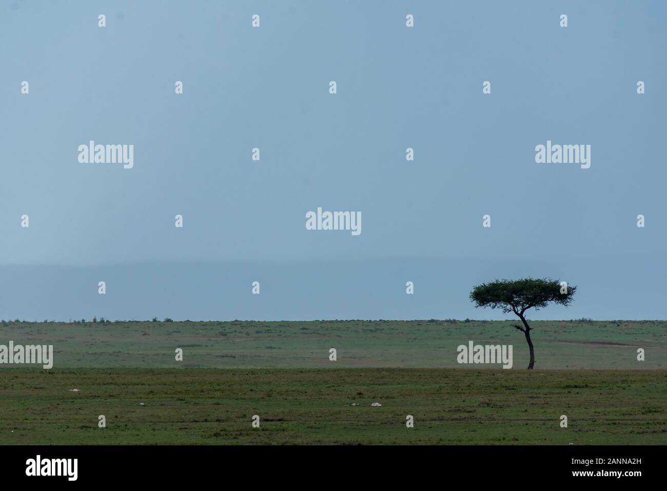 Akazienbaum Im Sonnenuntergang Stockfotos und -bilder Kaufen - Alamy