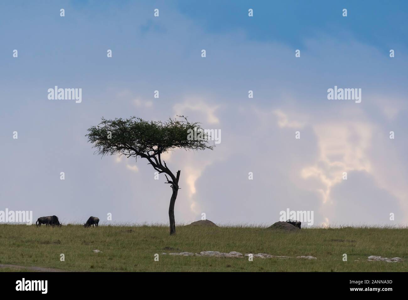 Akazienbaum Im Sonnenuntergang Stockfotos und -bilder Kaufen - Alamy
