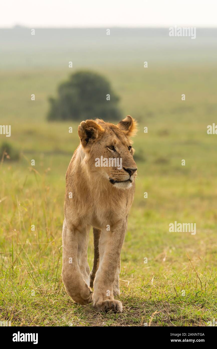 Afrikanische Große Katze Stockfotos und -bilder Kaufen - Alamy