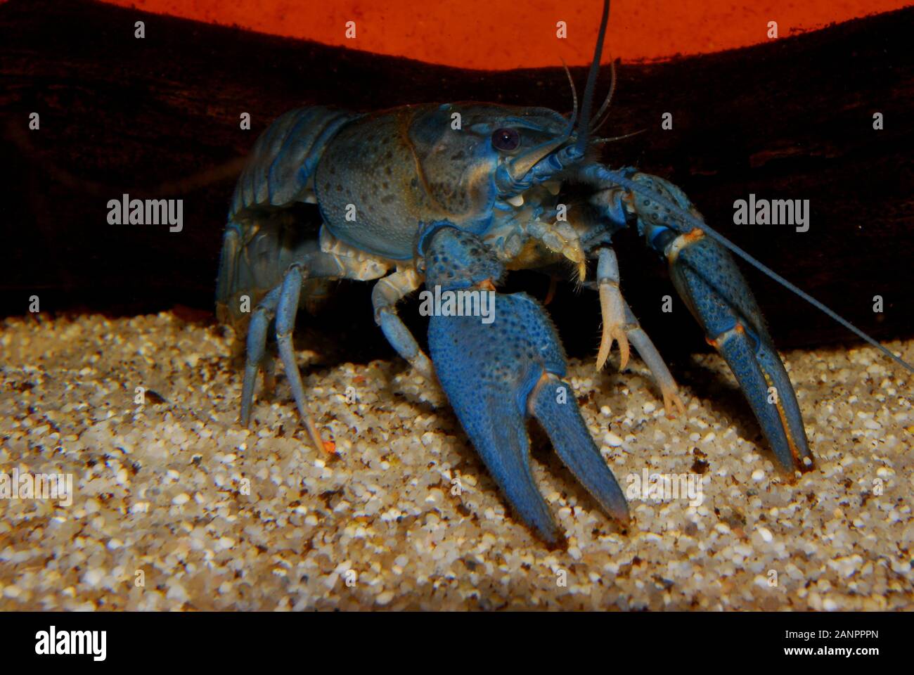Deutscher flusskrebs -Fotos und -Bildmaterial in hoher Auflösung – Alamy