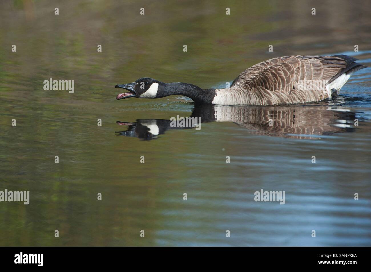 Aggressive behavior -Fotos und -Bildmaterial in hoher Auflösung – Alamy