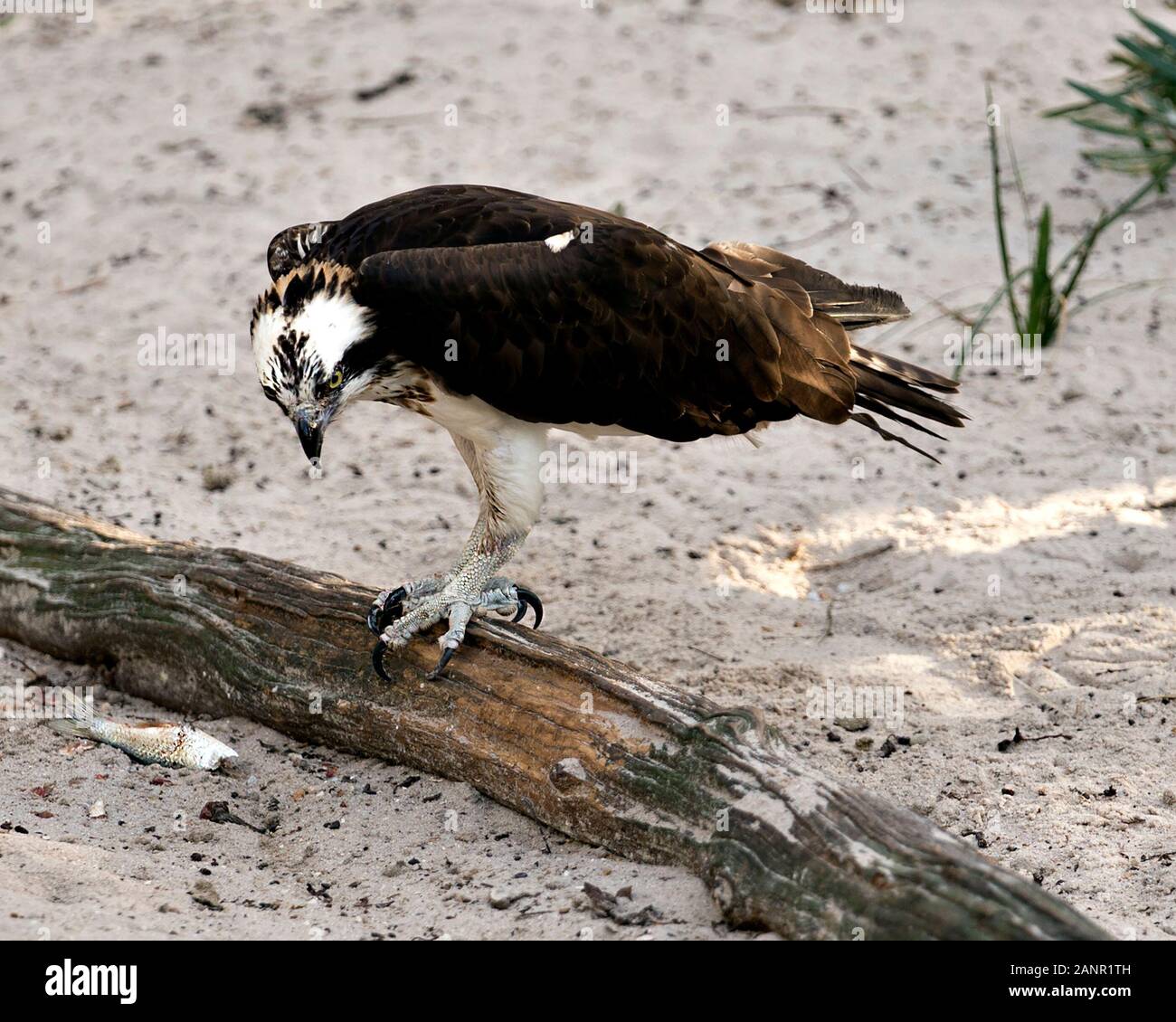 Tolles vogelbild und foto Stockfotos und -bilder Kaufen - Alamy
