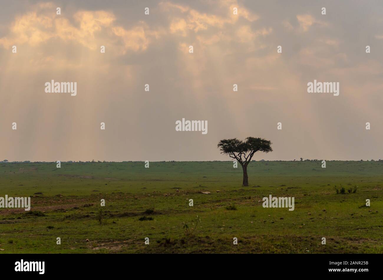 Akazienbaum Im Sonnenuntergang Stockfotos und -bilder Kaufen - Alamy