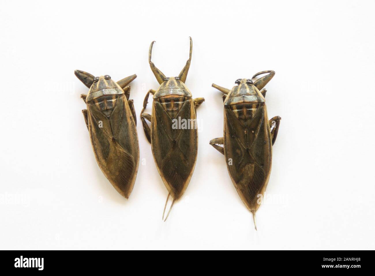 Giant water bug -Fotos und -Bildmaterial in hoher Auflösung – Alamy