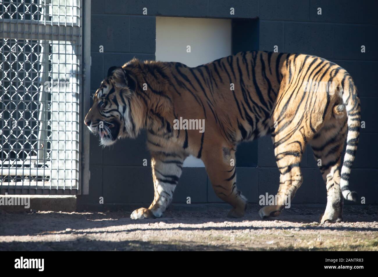 Arizona tigerauge -Fotos und -Bildmaterial in hoher Auflösung – Alamy