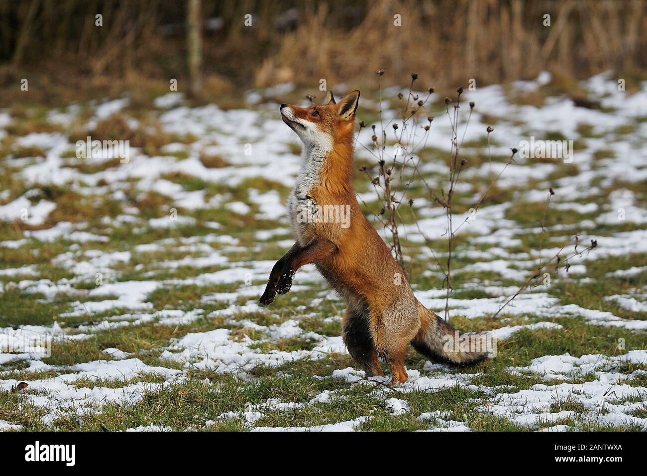 Fuchs springt im schnee -Fotos und -Bildmaterial in hoher Auflösung – Alamy