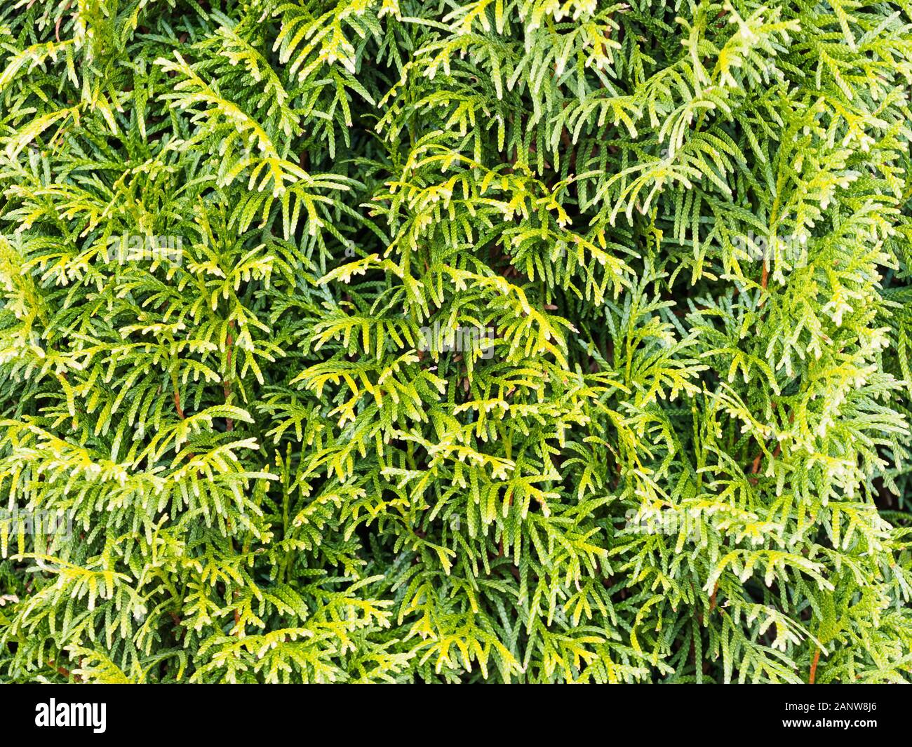 Thuja topiary -Fotos und -Bildmaterial in hoher Auflösung – Alamy