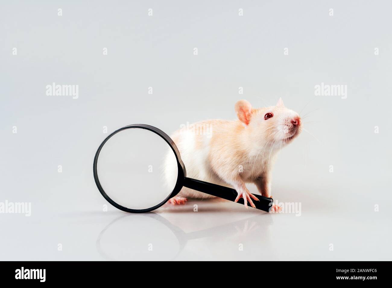 Rat paws -Fotos und -Bildmaterial in hoher Auflösung – Alamy