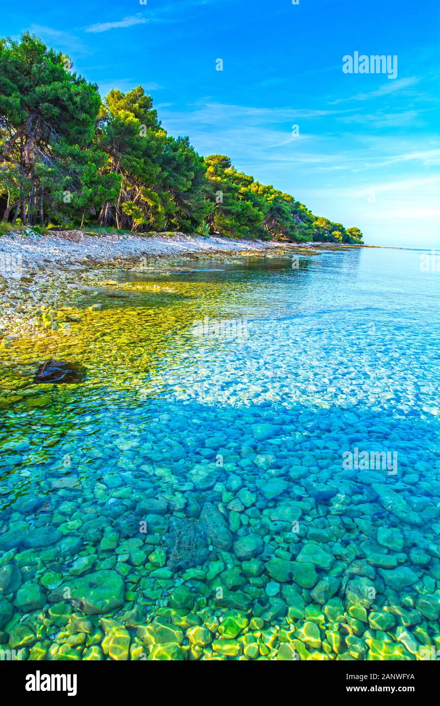 Adria-Meer-Ufer in Kroatien an der Adria mit Pinienbaum in der Nähe von ...