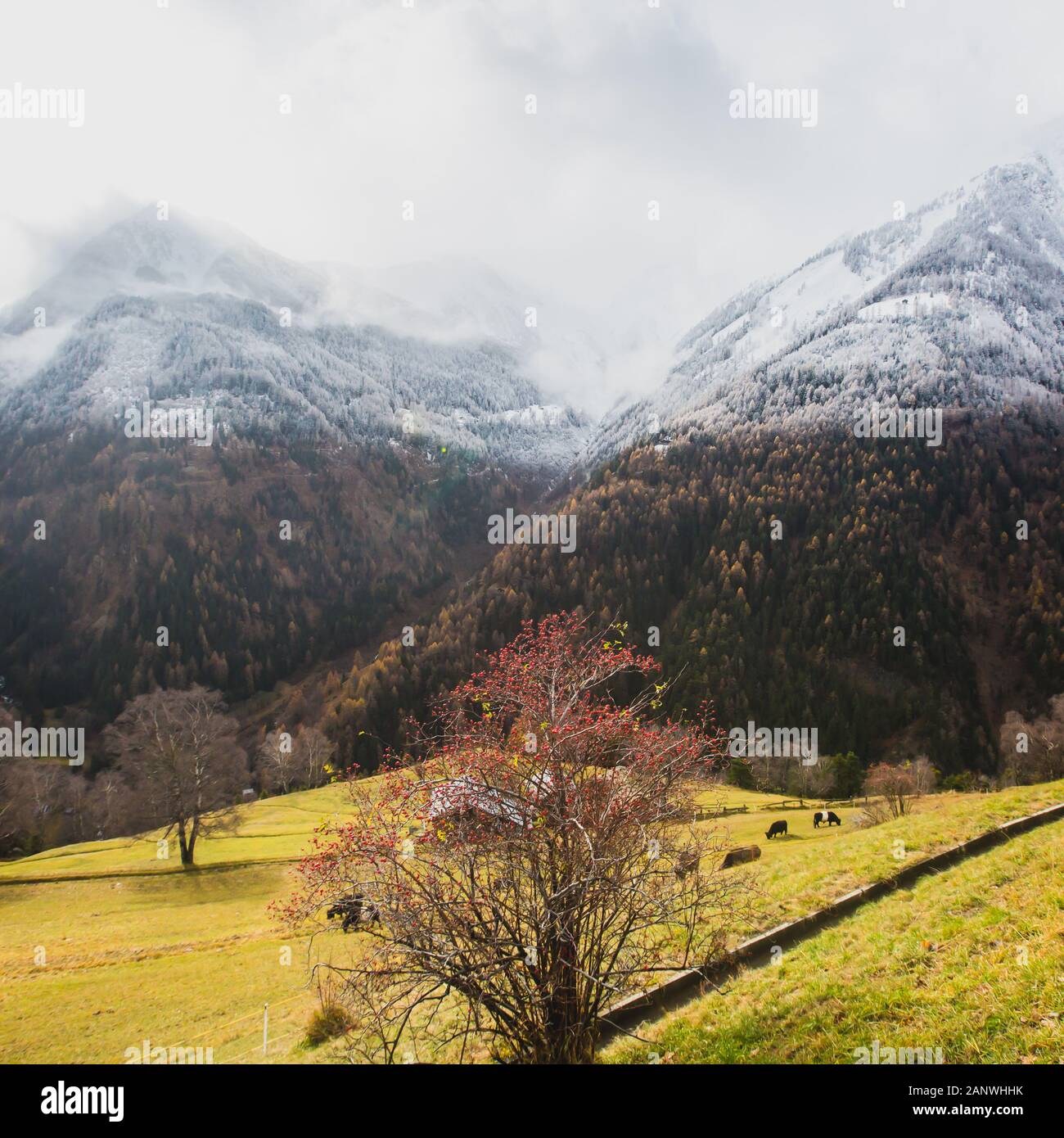 Bild von klassischen schönen lebendigen Schweizer Landschaft Mountain ...
