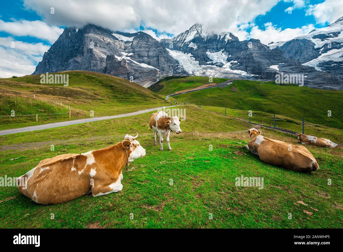 Kühe auf der Alm und hohen schneebedeckten Berge im Hintergrund ... Kühe auf der Alm und hohen schneebedeckten Berge im Hintergrund ...