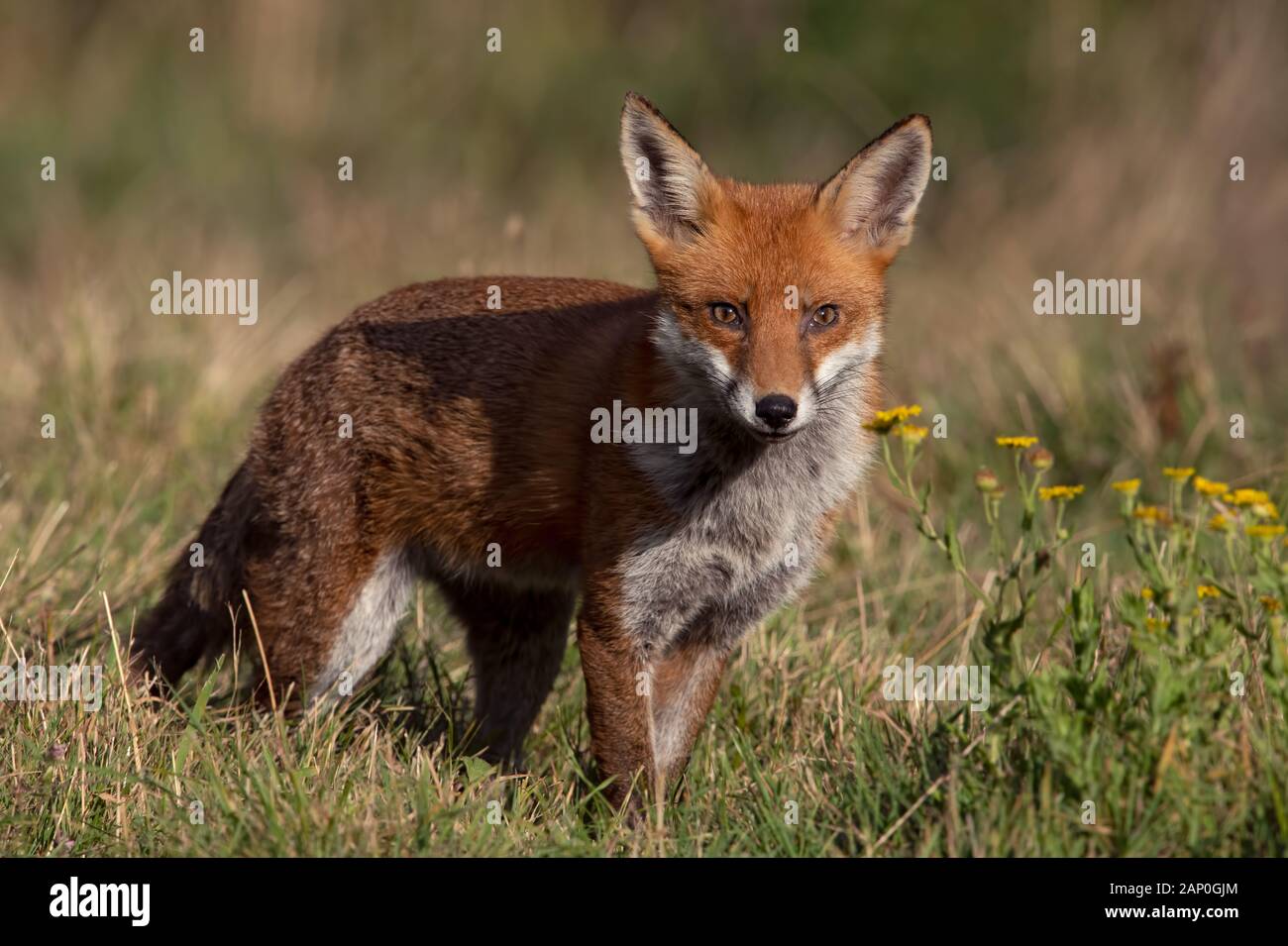 Roter Fuchs (Vulpes vulpes) auf einer Sommerwiese in der goldenen ...