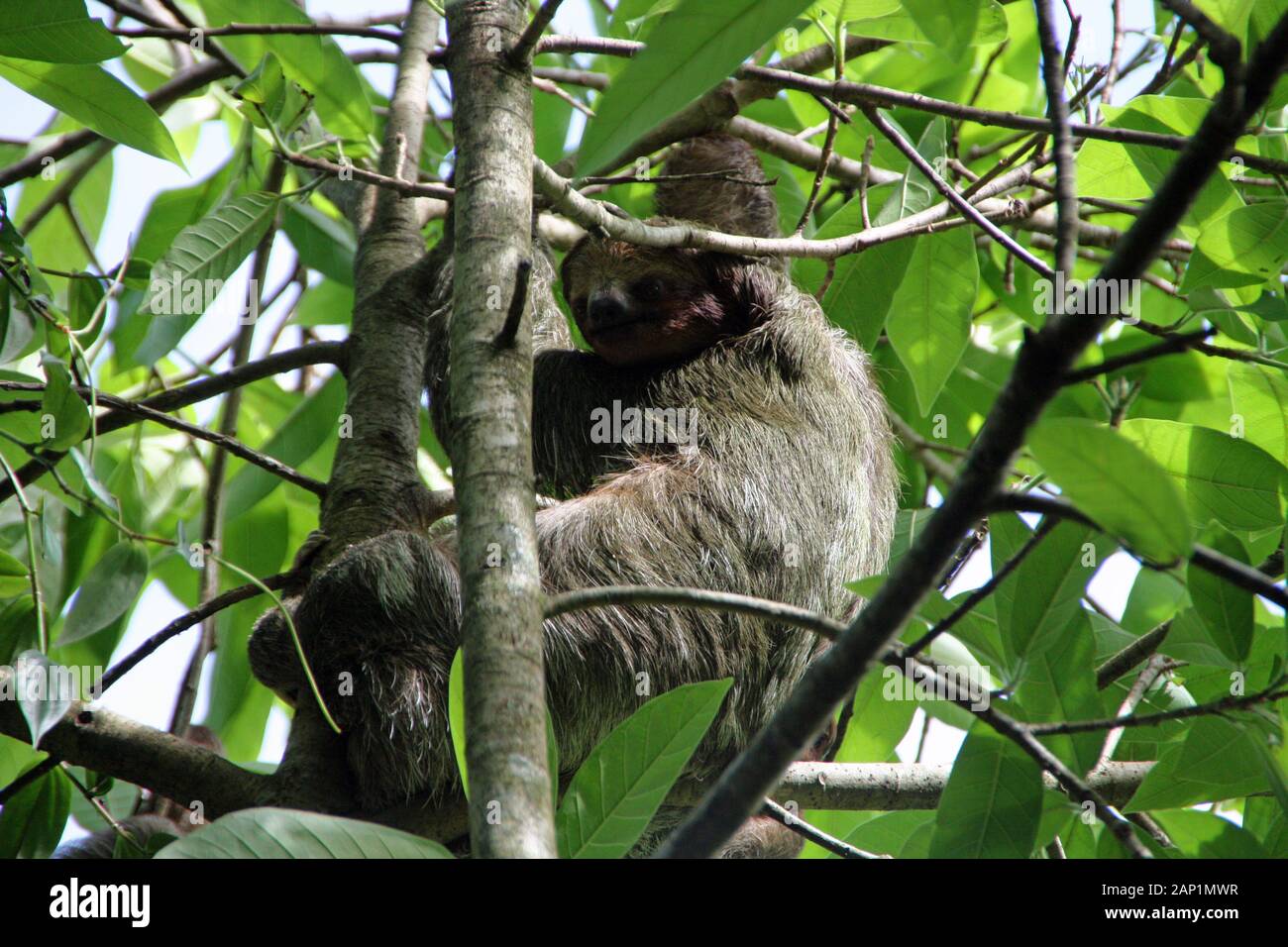 Drei toed faultier im baum -Fotos und -Bildmaterial in hoher Auflösung ...