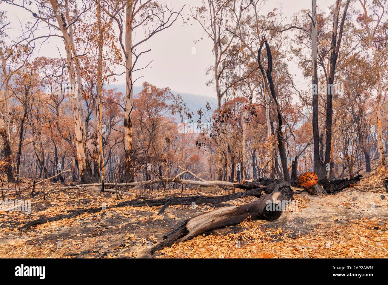 Bushfire In Outback Australia Stockfotos und -bilder Kaufen - Alamy