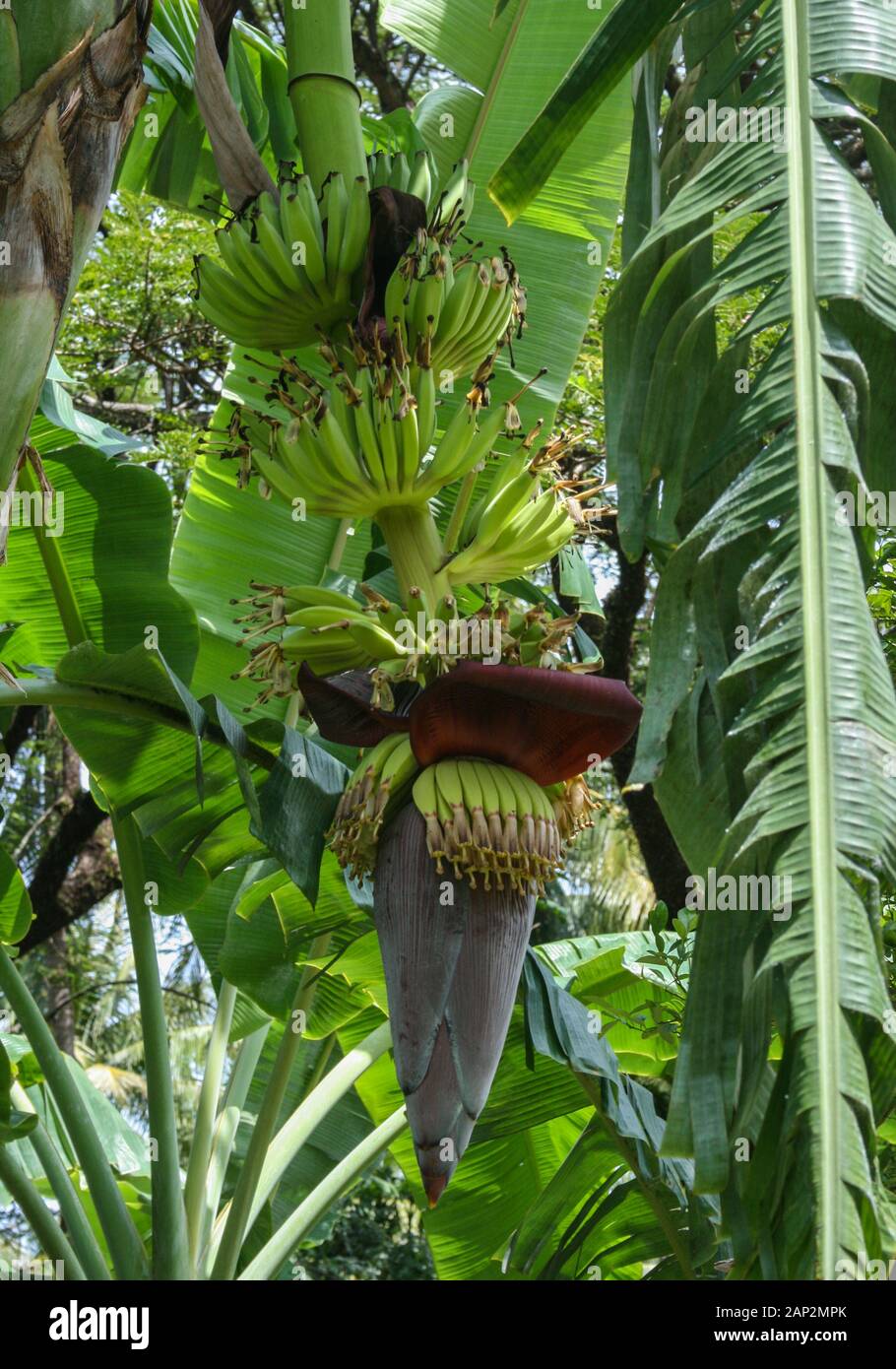 Der bananenbaum -Fotos und -Bildmaterial in hoher Auflösung – Alamy