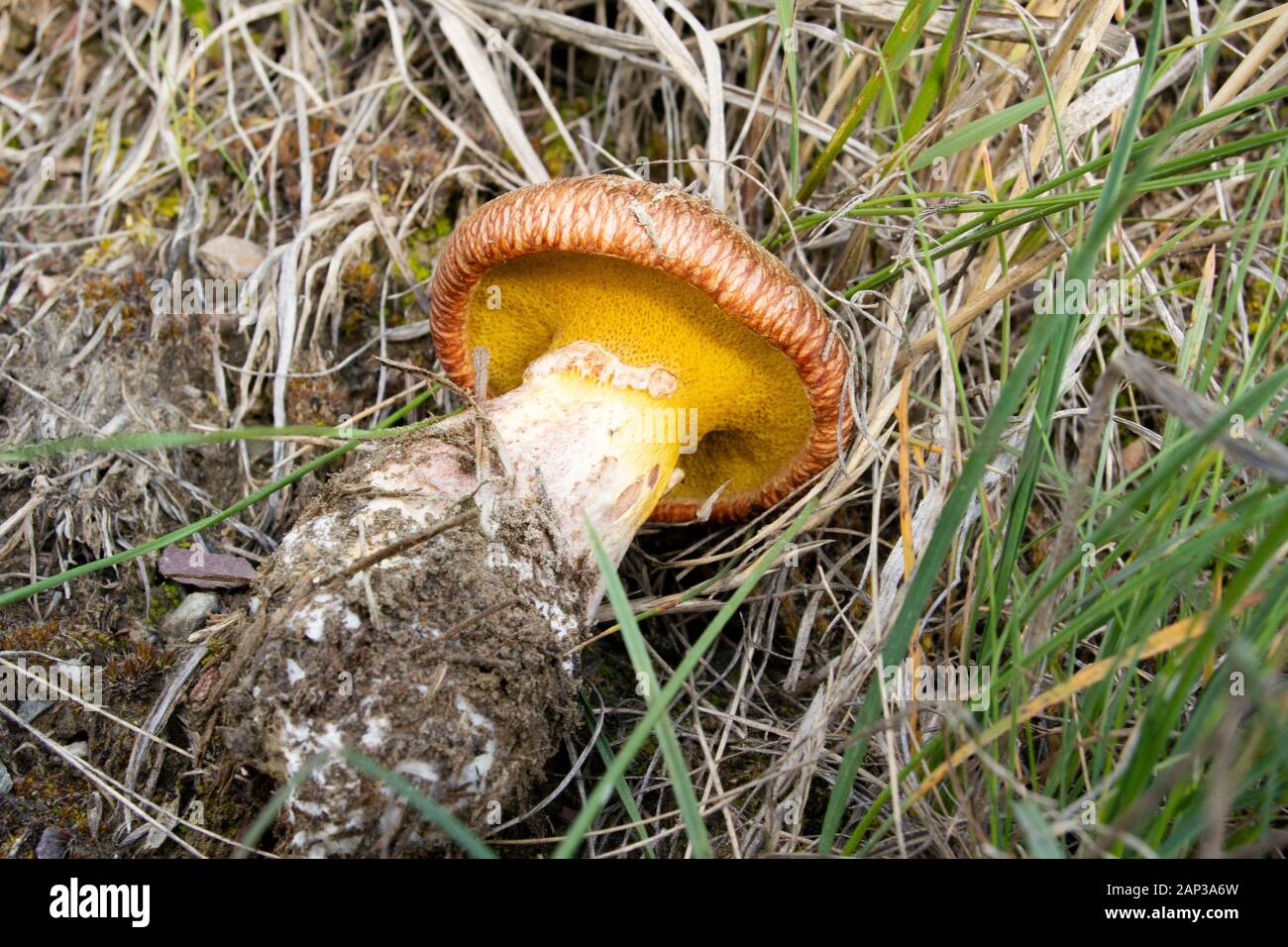 Suillus lakei var pseudopictus -Fotos und -Bildmaterial in hoher ...