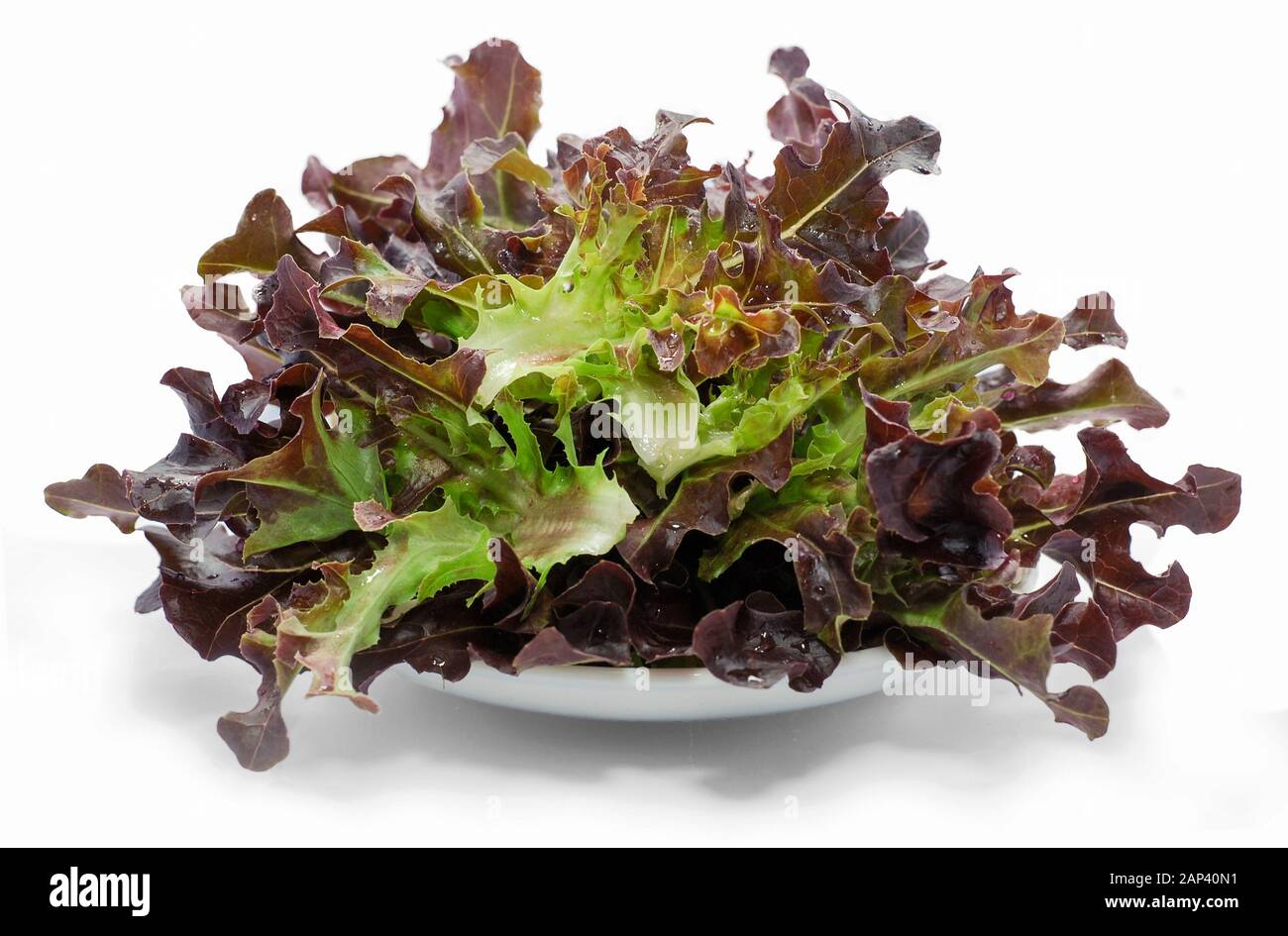 Roher lollo rosso salat -Fotos und -Bildmaterial in hoher Auflösung – Alamy