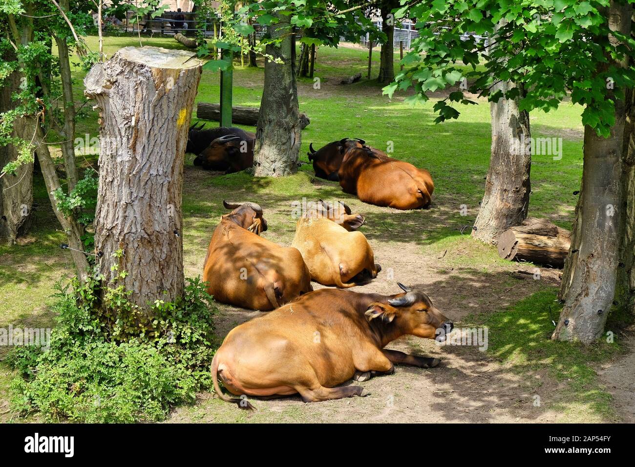 Kongo büffel -Fotos und -Bildmaterial in hoher Auflösung – Alamy