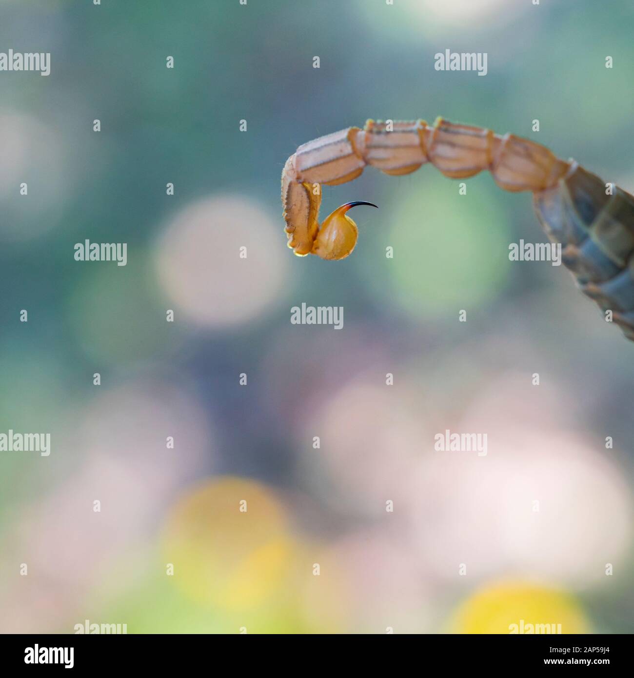 Escorpin O Alacrn How To Get Into Scorpion Event In New World | How To