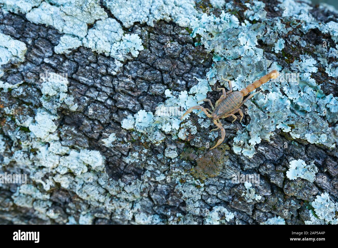 Escorpin O Alacrn How To Get Into Scorpion Event In New World | How To