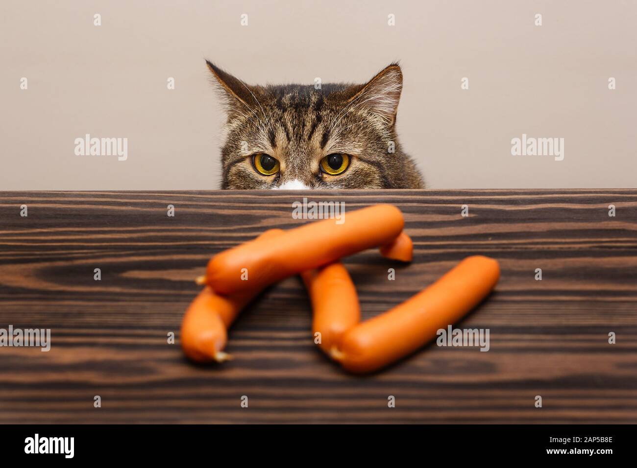 Hauskatze, die vom tisch isst -Fotos und -Bildmaterial in hoher ...