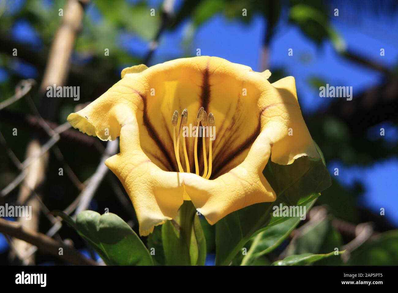 Solandra nitida -Fotos und -Bildmaterial in hoher Auflösung – Alamy