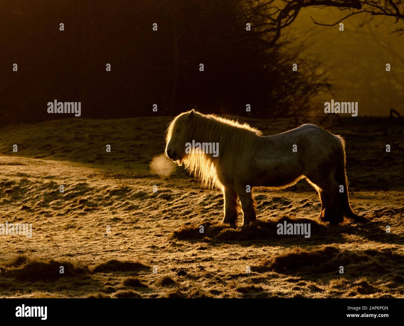 Pferd im winter -Fotos und -Bildmaterial in hoher Auflösung – Alamy