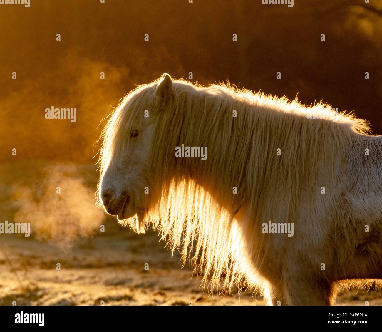 Pferd im winter -Fotos und -Bildmaterial in hoher Auflösung – Alamy