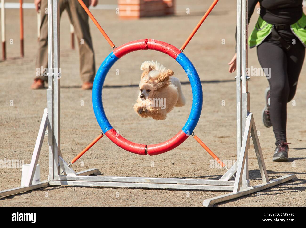 Dog agility -Fotos und -Bildmaterial in hoher Auflösung – Alamy