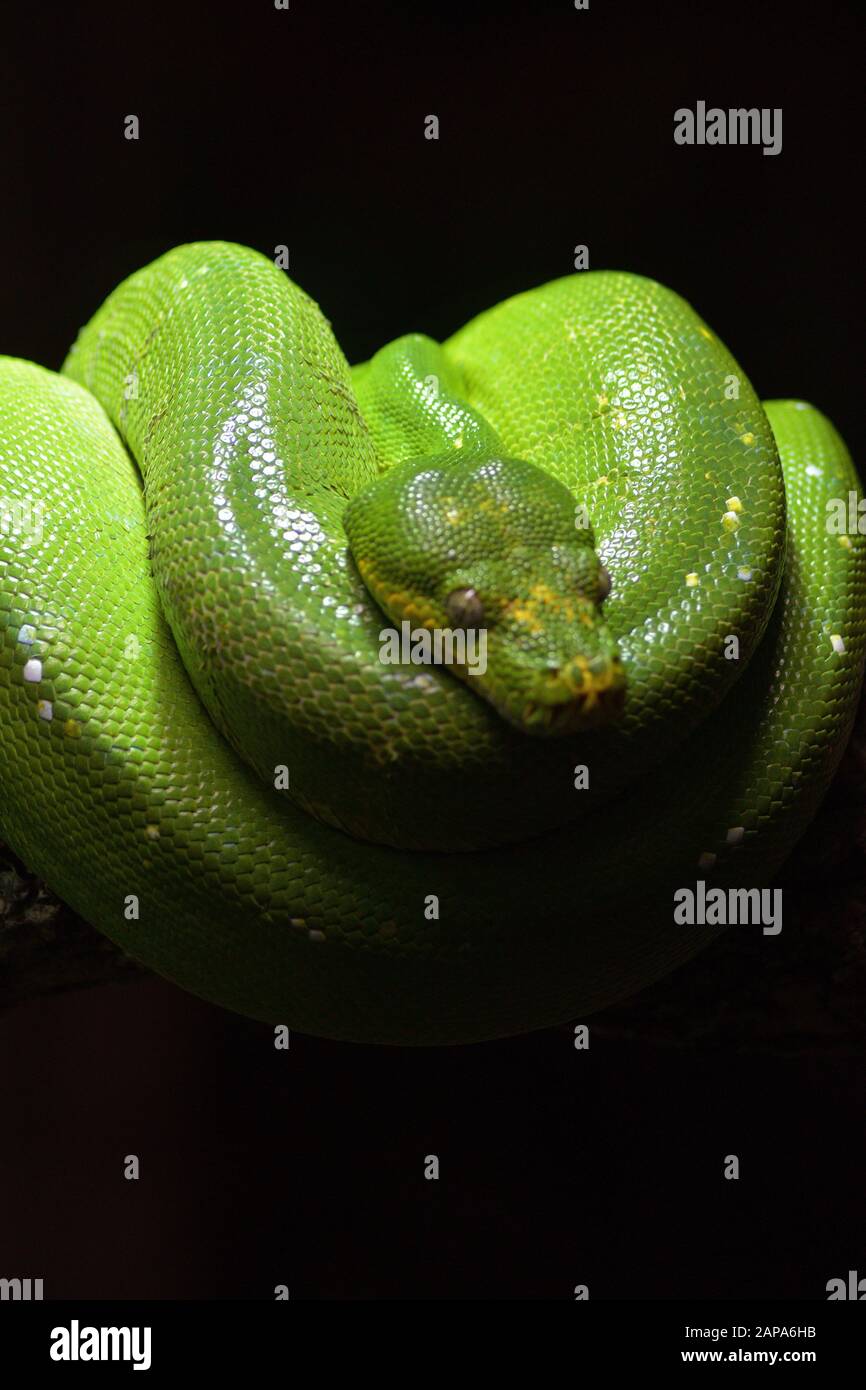 Aquarium terrarium -Fotos und -Bildmaterial in hoher Auflösung – Alamy