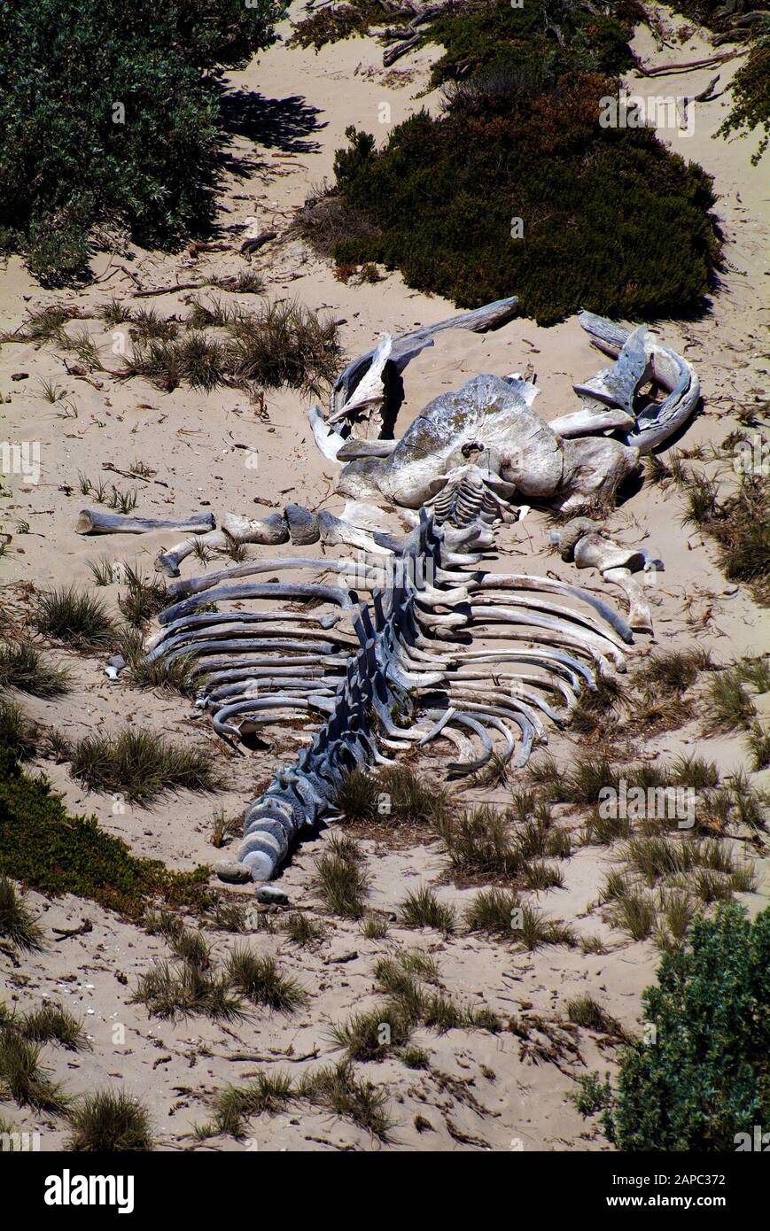 Skeleton humpback whale Stockfotos und -bilder Kaufen - Alamy