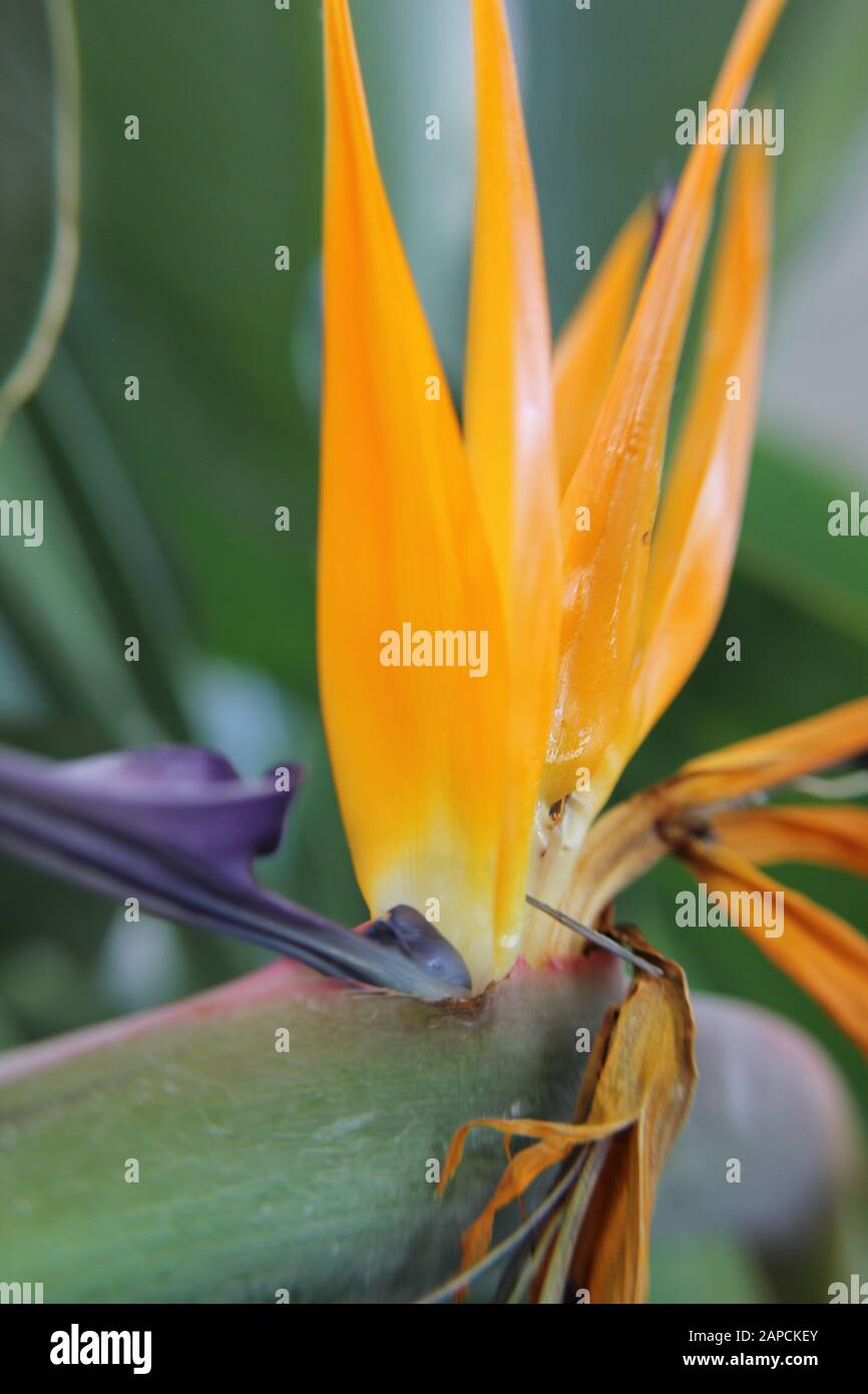 Strelitzia arten -Fotos und -Bildmaterial in hoher Auflösung – Alamy