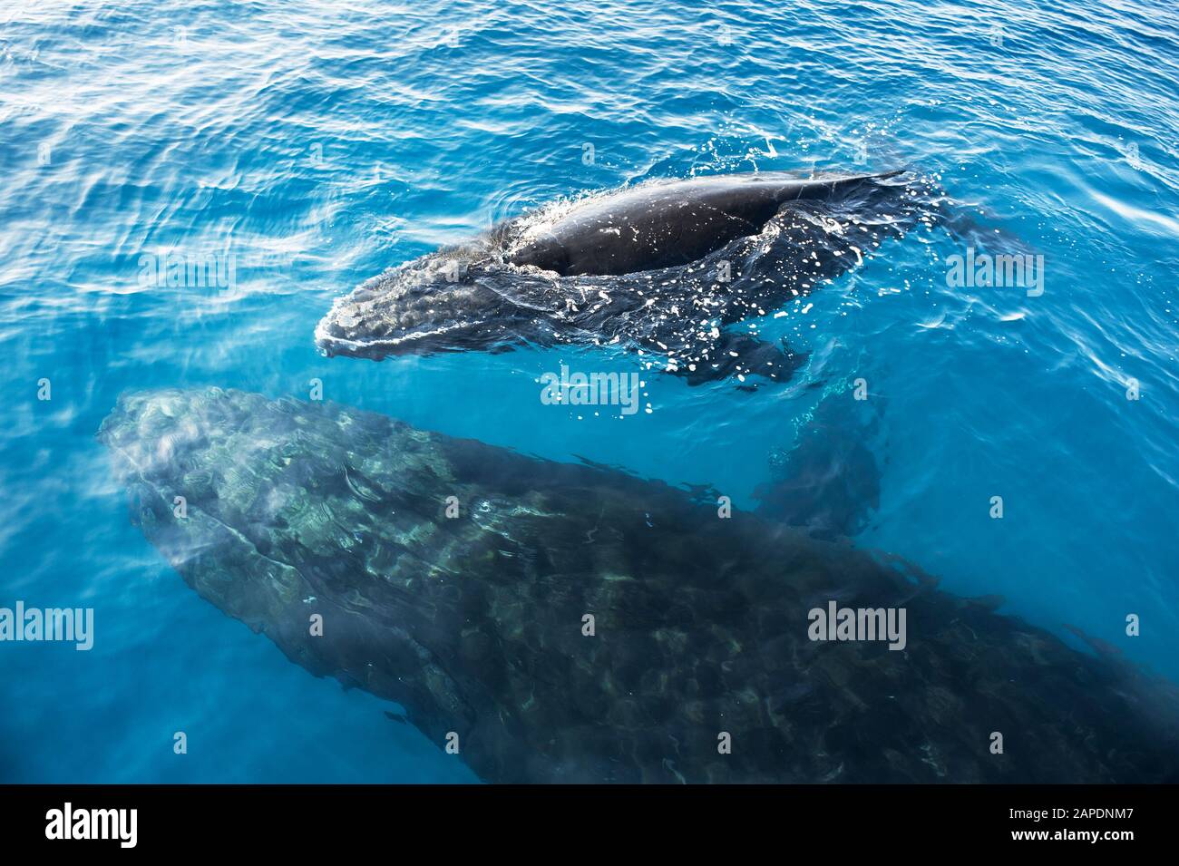 Mutter Buckelwal und Kalb Stockfotos und -bilder Kaufen - Alamy